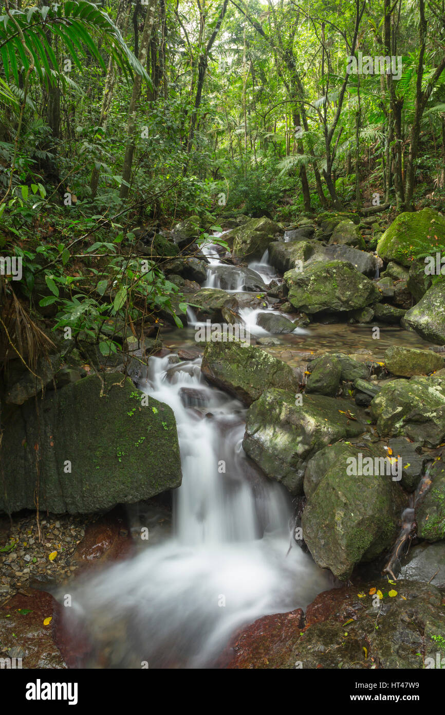 SMALL CASCADE EL YUNQUE NATIONAL FOREST RIO GRANDE PUERTO RICO Stock ...