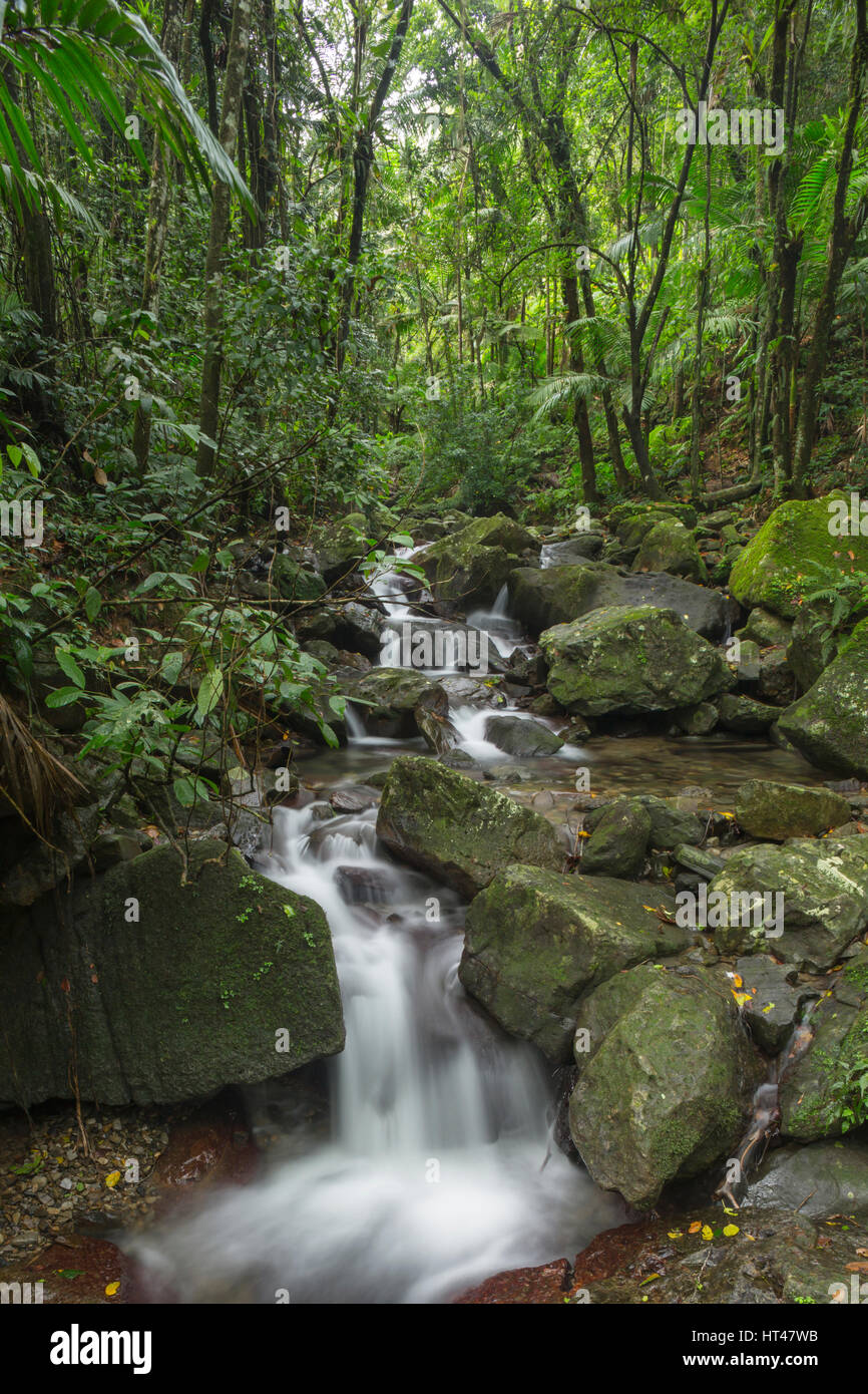 SMALL CASCADE EL YUNQUE NATIONAL FOREST RIO GRANDE PUERTO RICO Stock ...