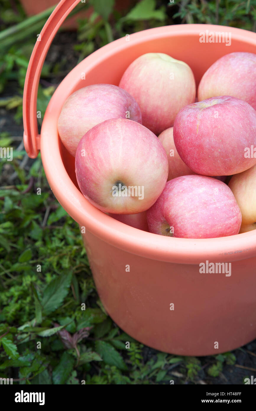 Apple production china hi-res stock photography and images - Alamy