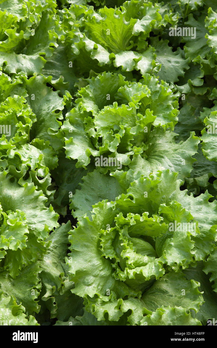 Costa rican farming hi-res stock photography and images - Alamy