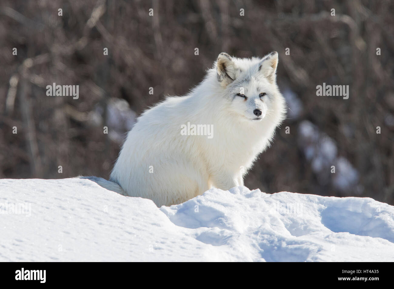 Arctic fox in winter Stock Photo - Alamy