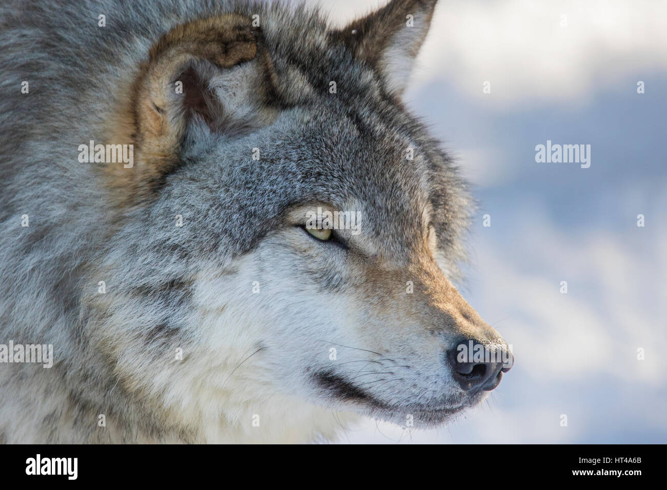 Timber wolf portrait in winter Stock Photo - Alamy