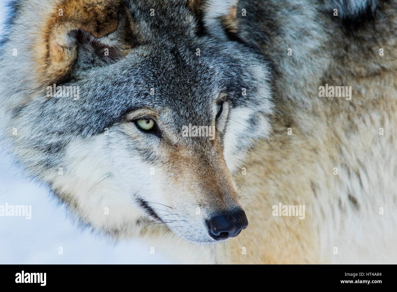Timber wolf portrait in winter Stock Photo - Alamy