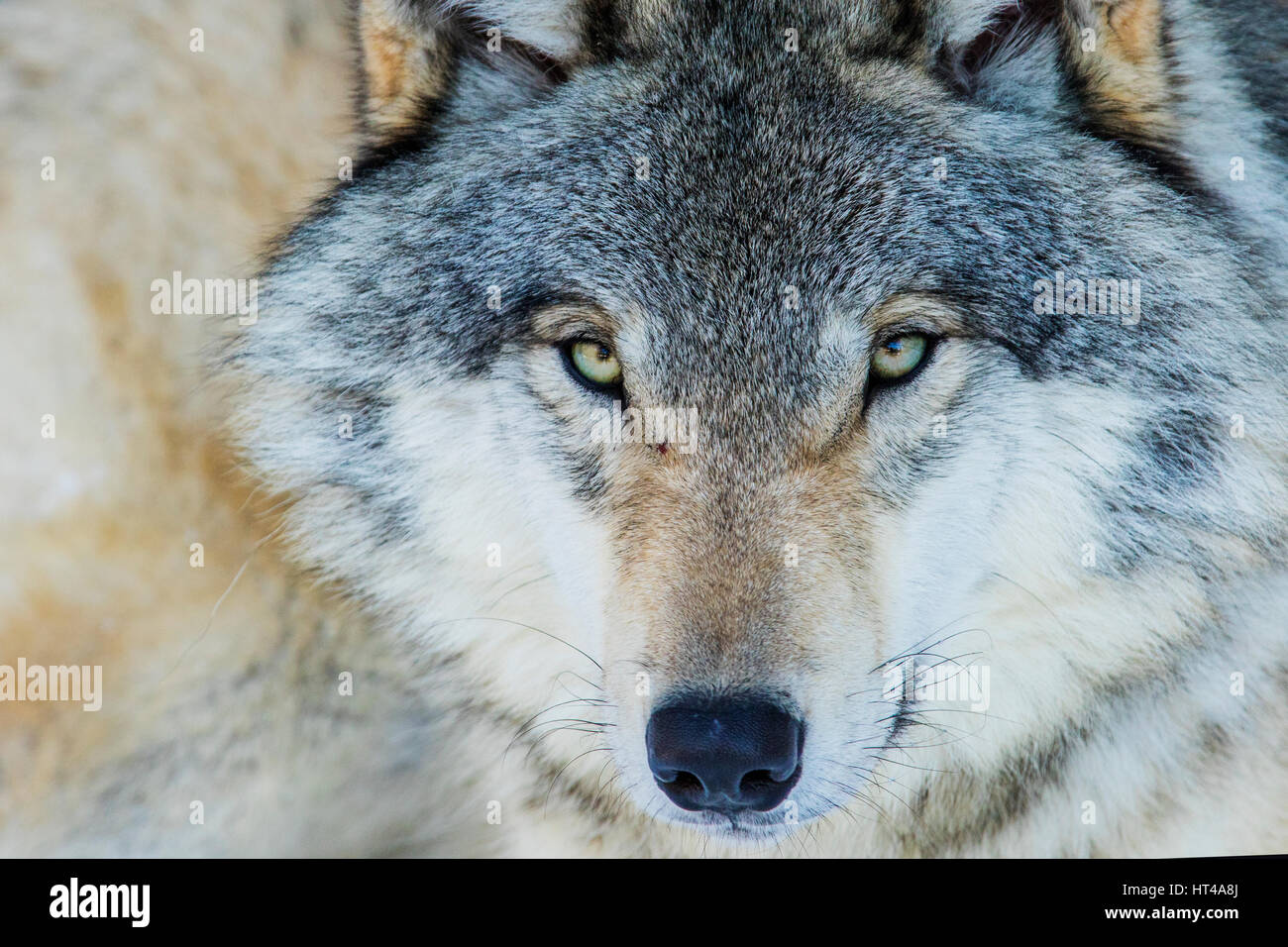 Timber wolf portrait in winter Stock Photo - Alamy