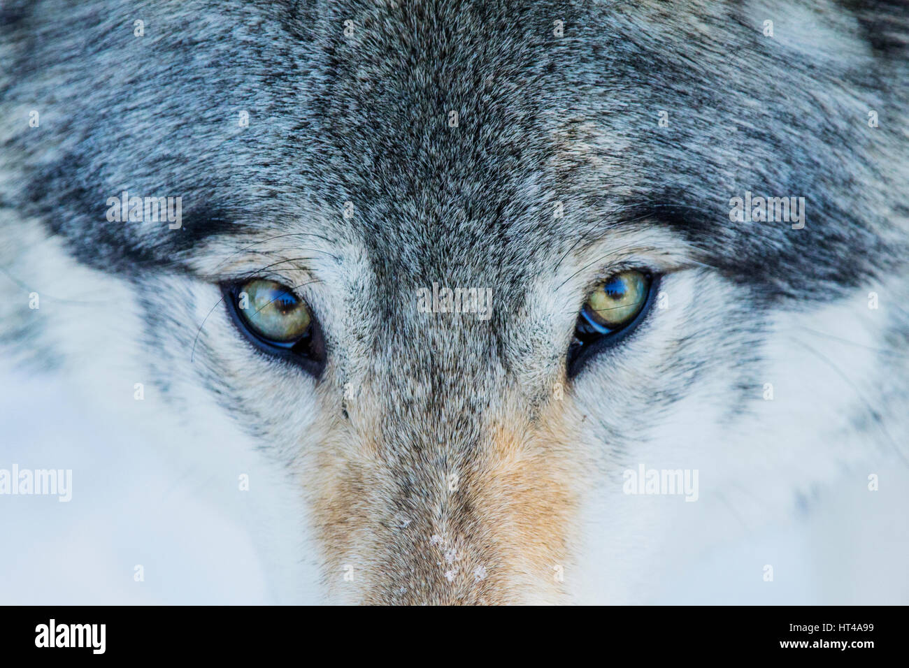 Timber wolf portrait in winter Stock Photo - Alamy