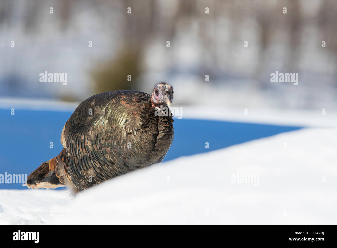 wild turkey in winter Stock Photo - Alamy