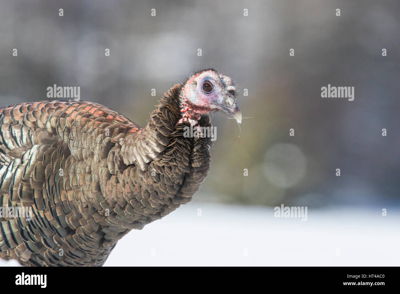 wild turkey in winter Stock Photo - Alamy
