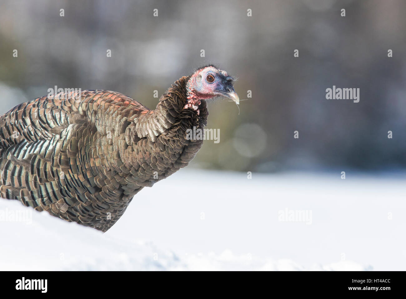wild turkey in winter Stock Photo - Alamy