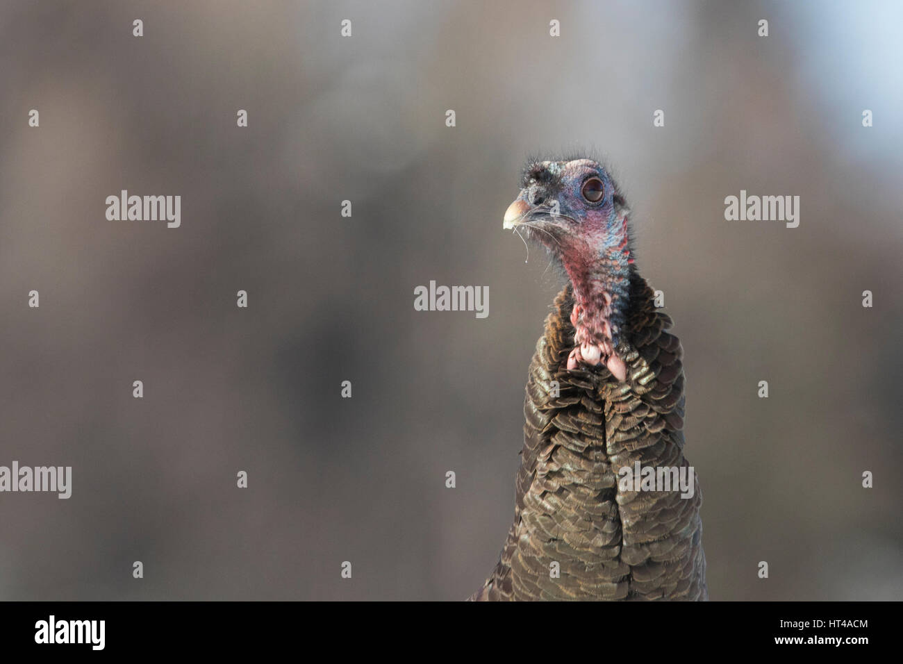 wild turkey in winter Stock Photo - Alamy