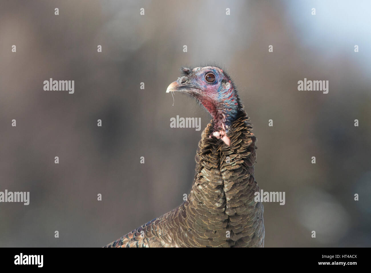 wild turkey in winter Stock Photo - Alamy