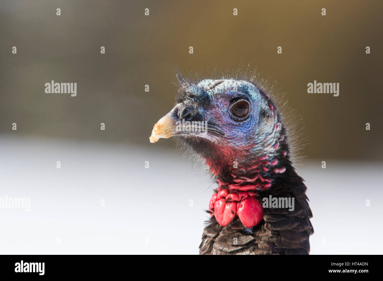 wild turkey in winter Stock Photo - Alamy