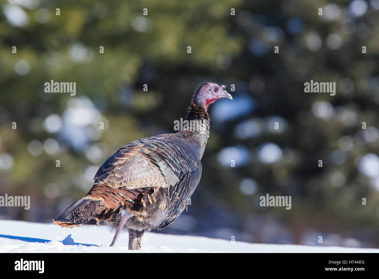 wild turkey in winter Stock Photo - Alamy