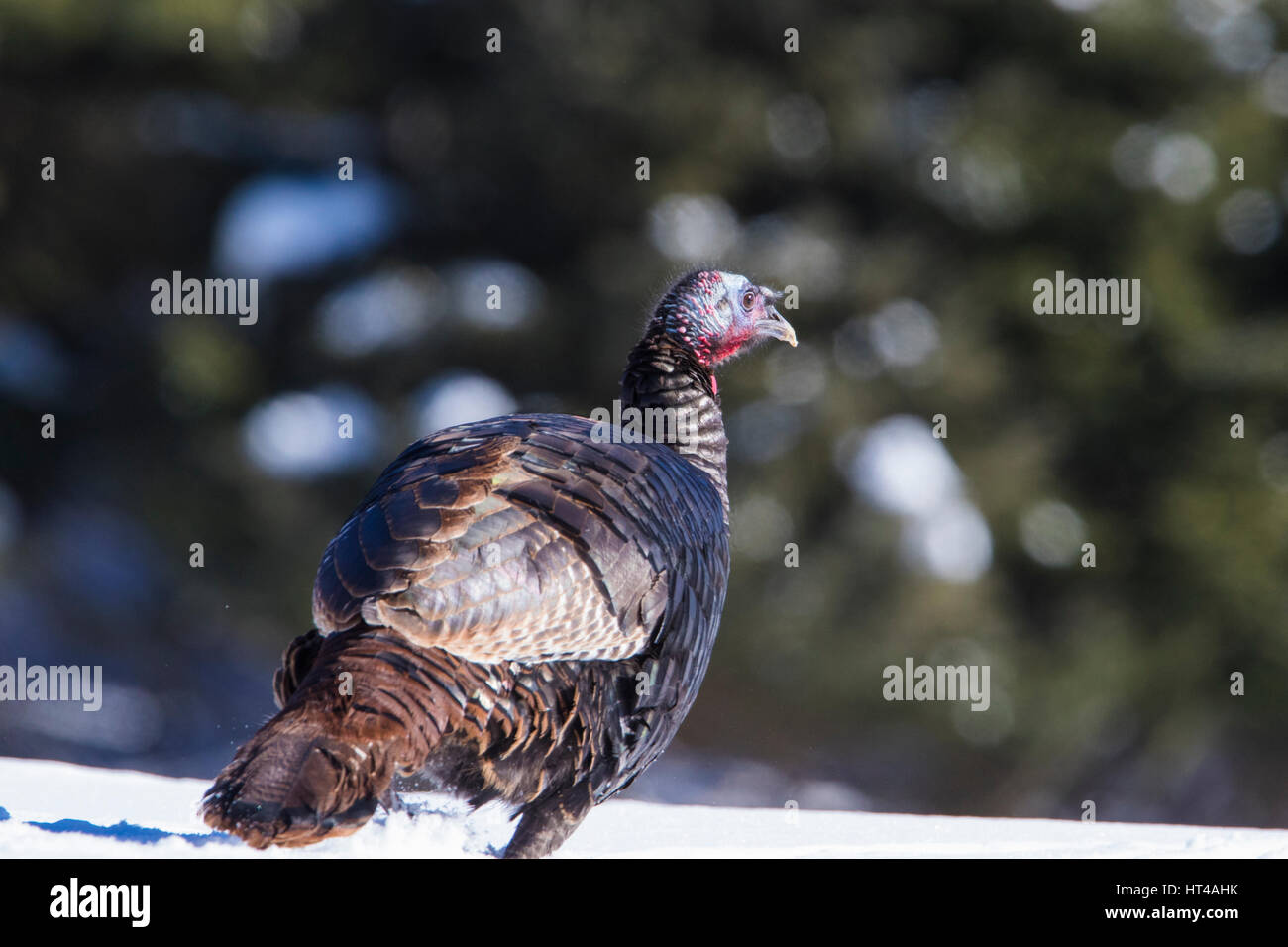 Wild Turkey In Winter Stock Photos & Wild Turkey In Winter Stock Images ...