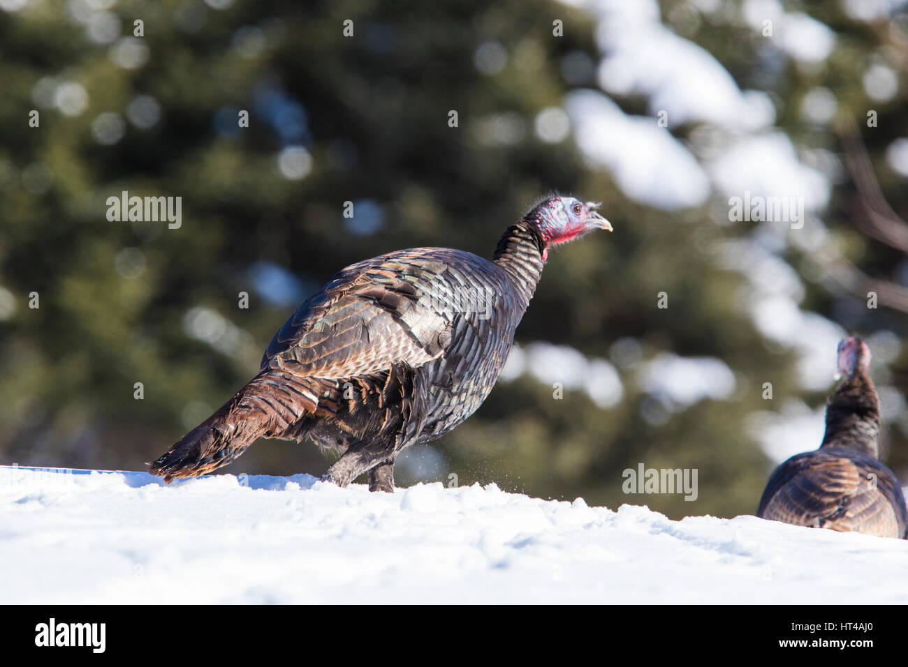 wild turkey in winter Stock Photo - Alamy