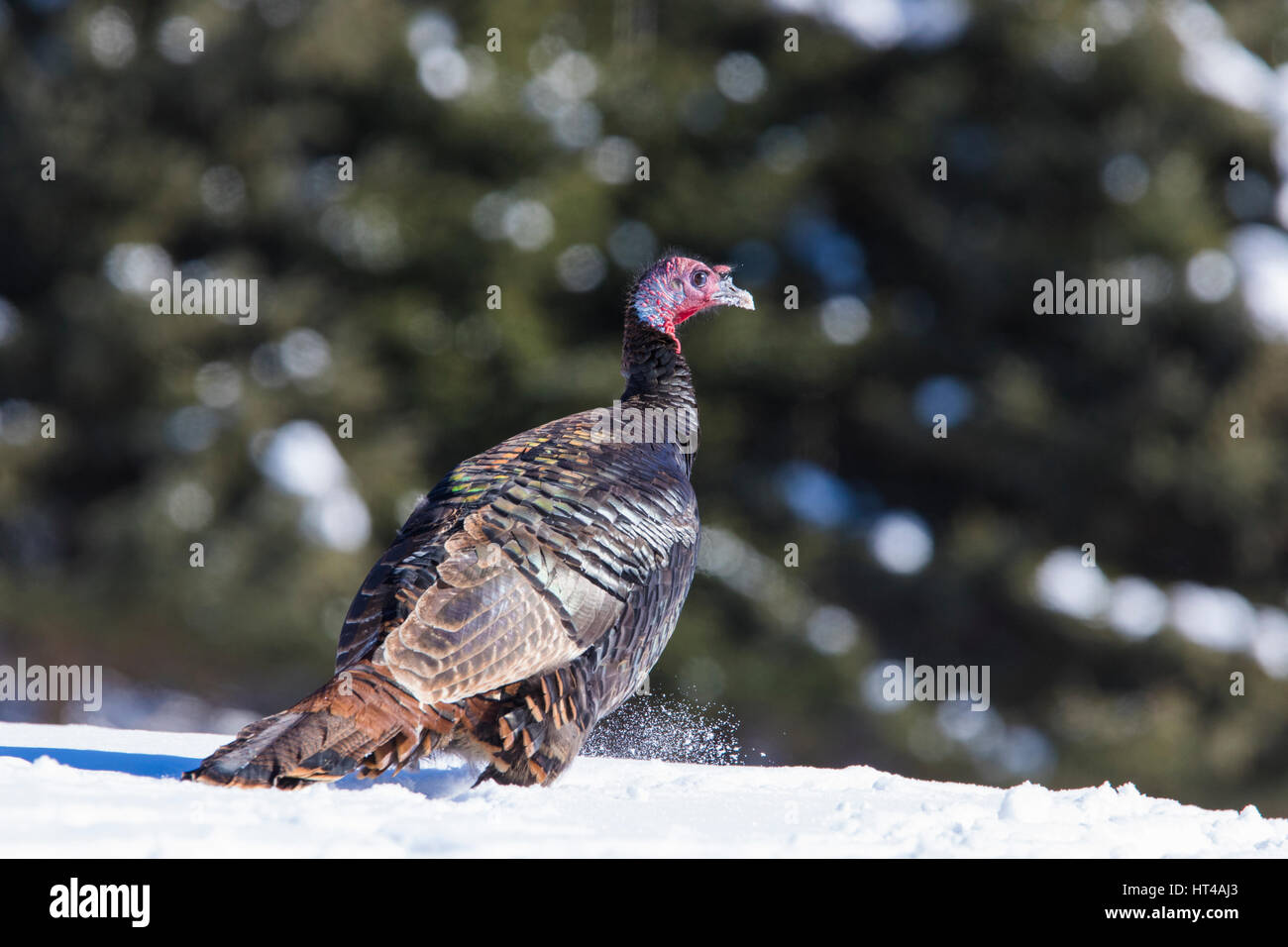 wild turkey in winter Stock Photo - Alamy