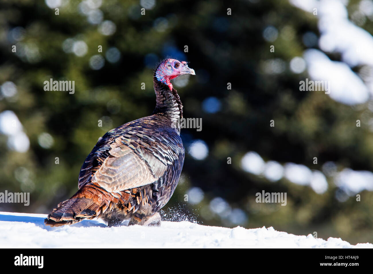 wild turkey in winter Stock Photo - Alamy