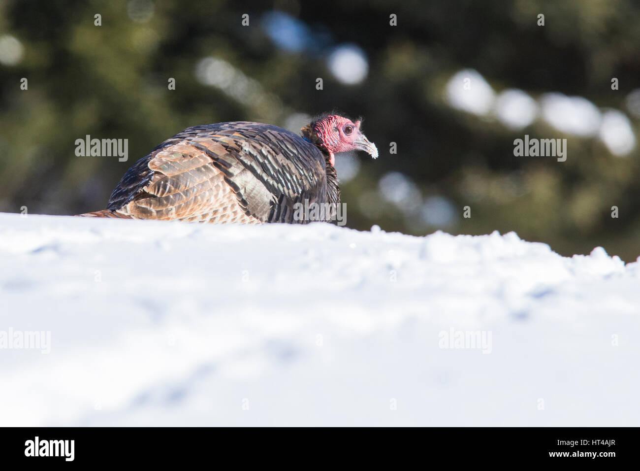 wild turkey in winter Stock Photo - Alamy
