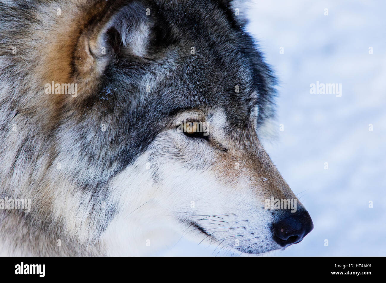 Timber wolf portrait in winter Stock Photo - Alamy