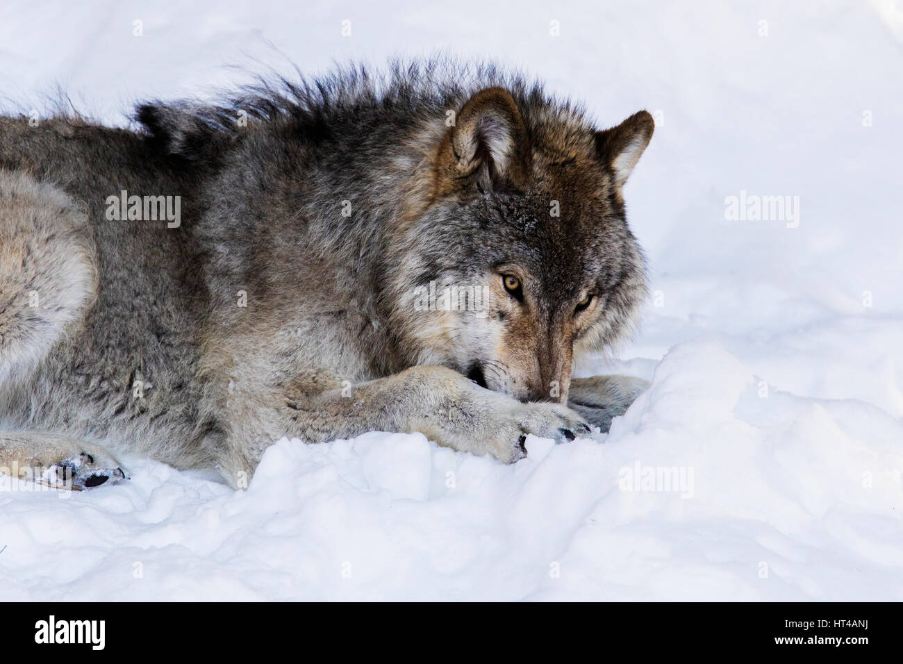 Timber wolf portrait in winter Stock Photo - Alamy