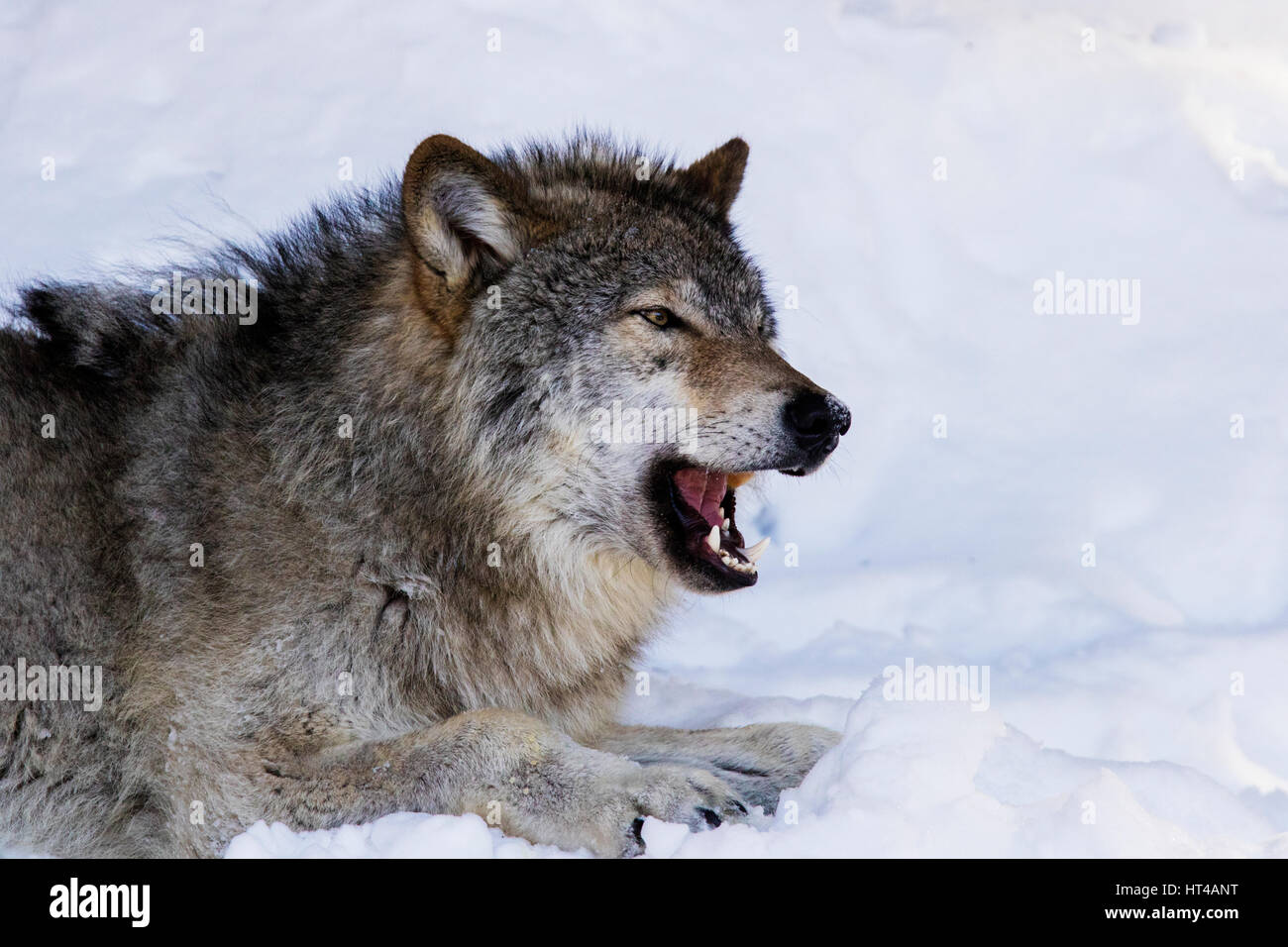 Timber wolf portrait in winter Stock Photo - Alamy