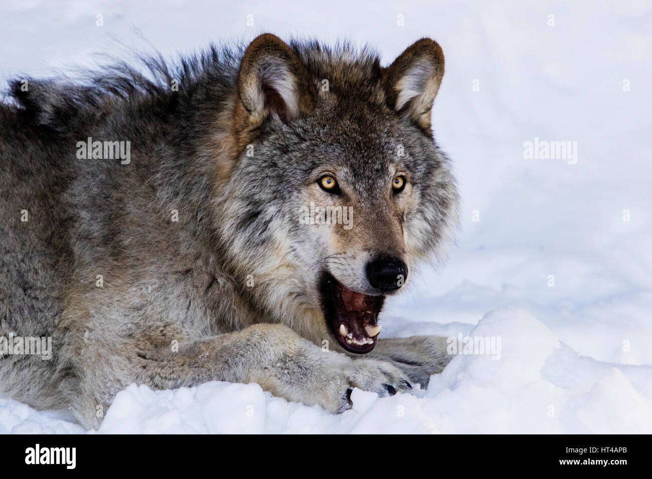 Timber wolf portrait in winter Stock Photo - Alamy