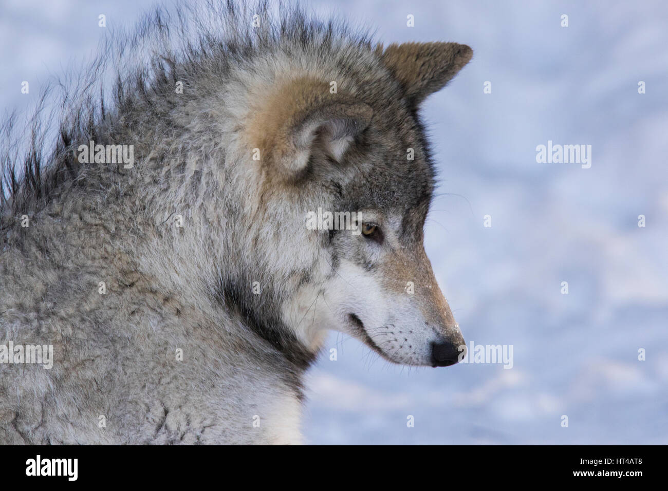 Timber wolf portrait in winter Stock Photo - Alamy
