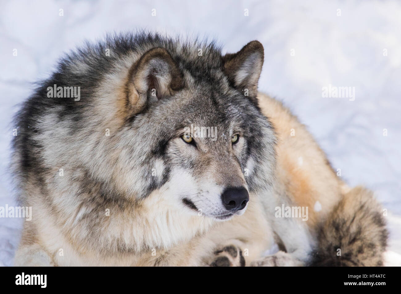 Timber wolf portrait in winter Stock Photo - Alamy