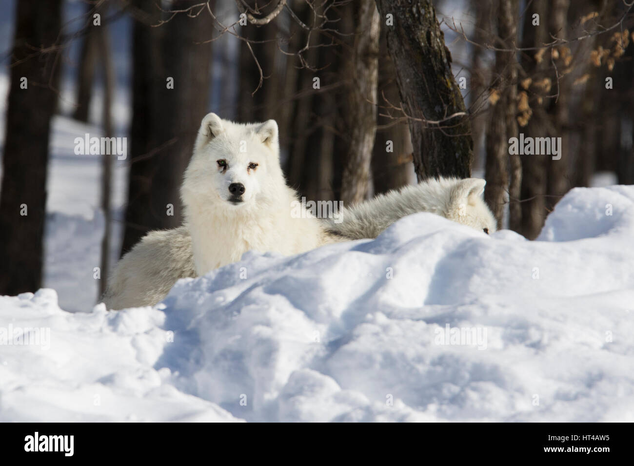 Arctic wolves in winter Stock Photo - Alamy
