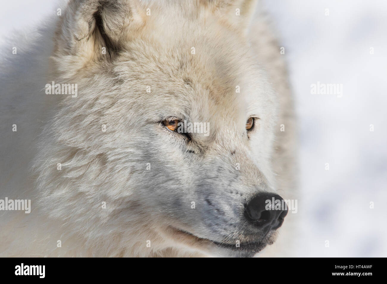 Arctic wolf in winter Stock Photo - Alamy