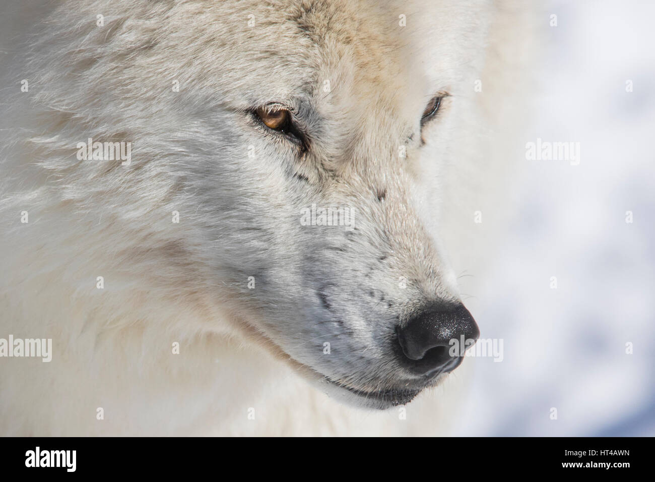 Arctic wolf in winter Stock Photo - Alamy