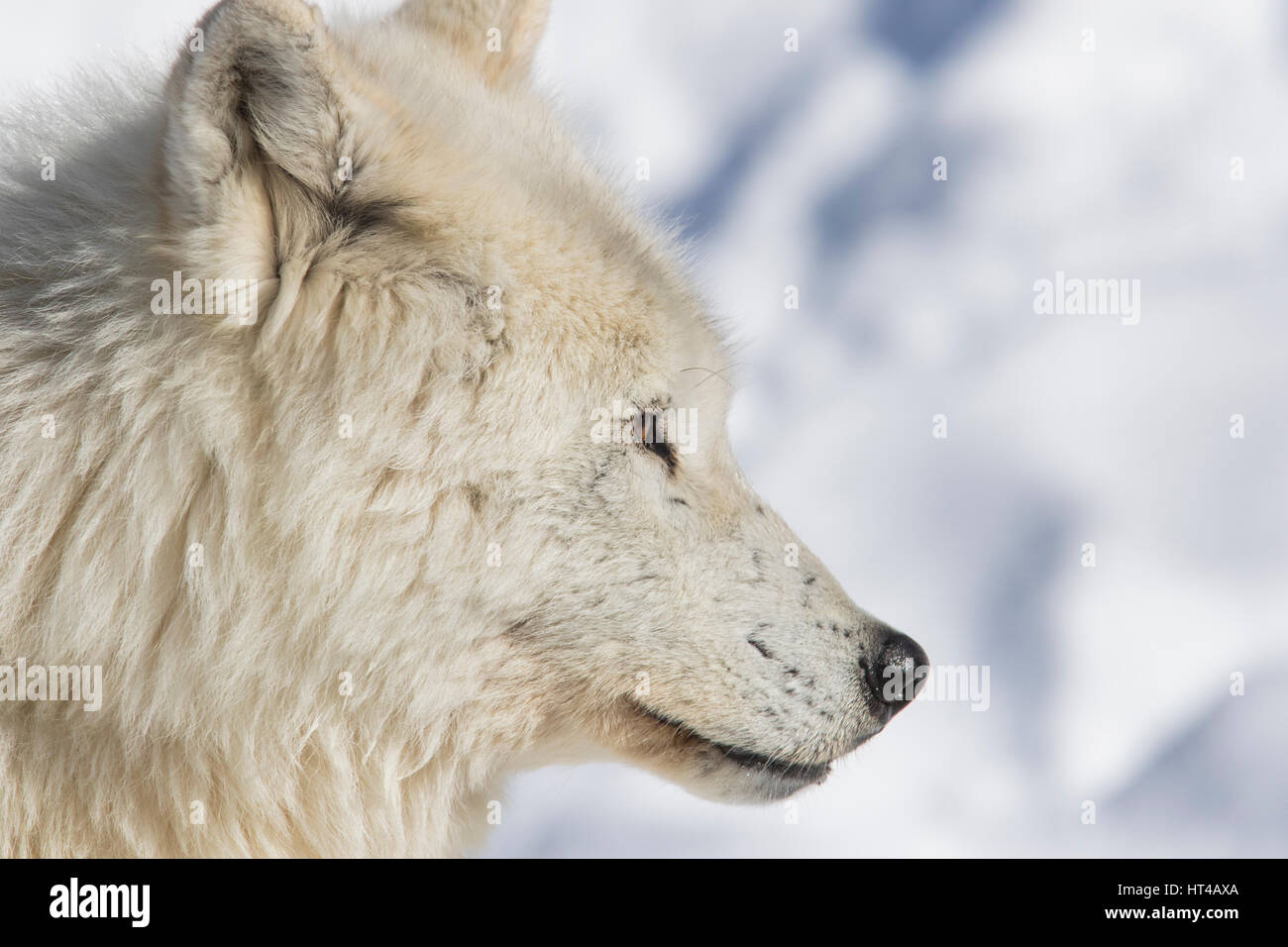 Arctic wolf in winter Stock Photo - Alamy