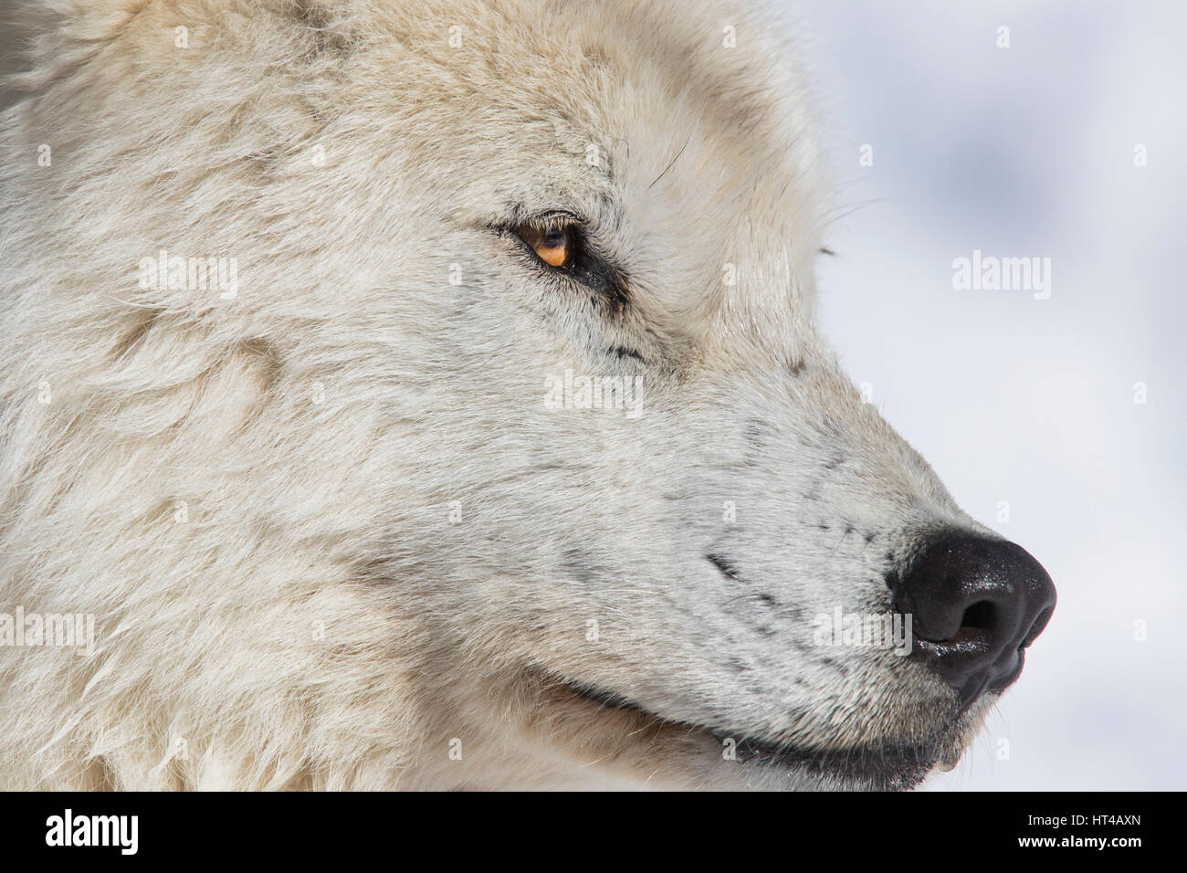 Arctic wolf in winter Stock Photo - Alamy