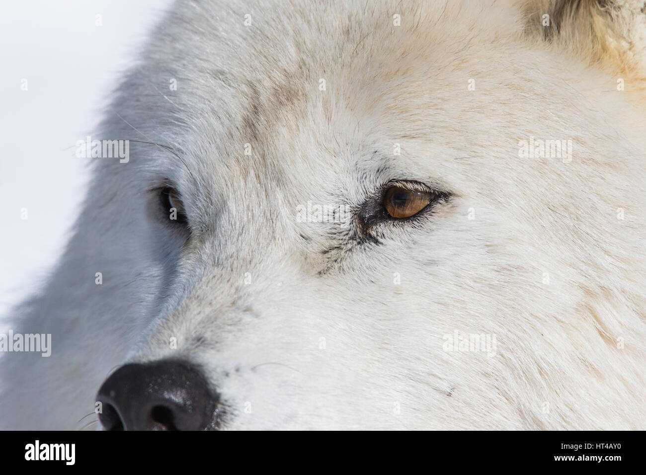Arctic wolf in winter Stock Photo - Alamy