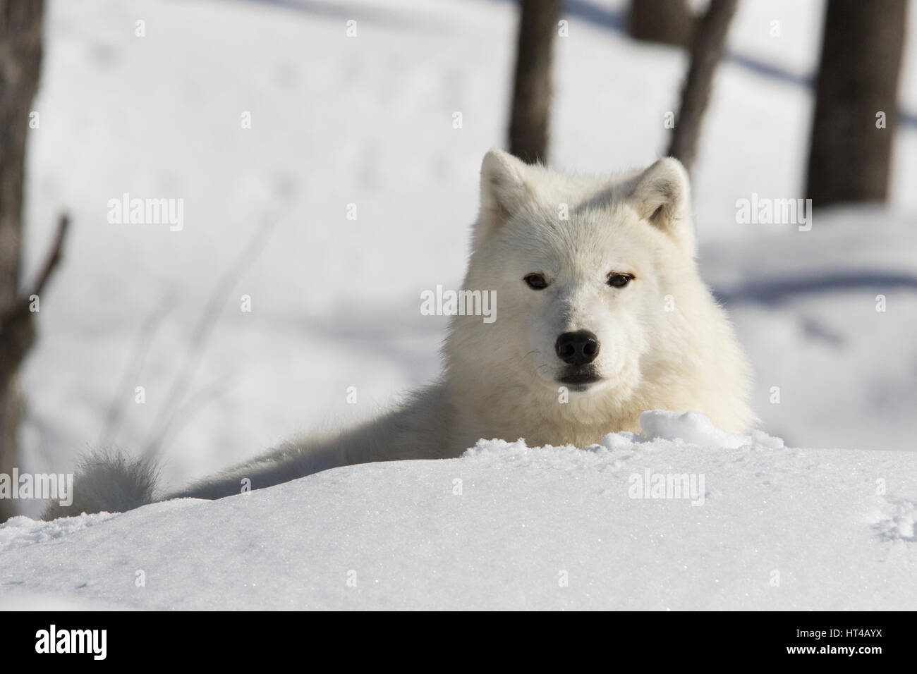 Arctic wolf in winter Stock Photo - Alamy