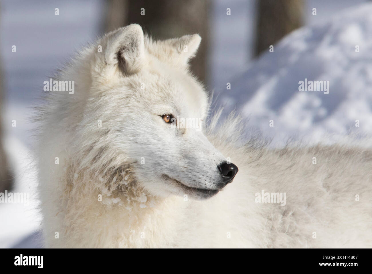 Arctic wolf in winter Stock Photo - Alamy
