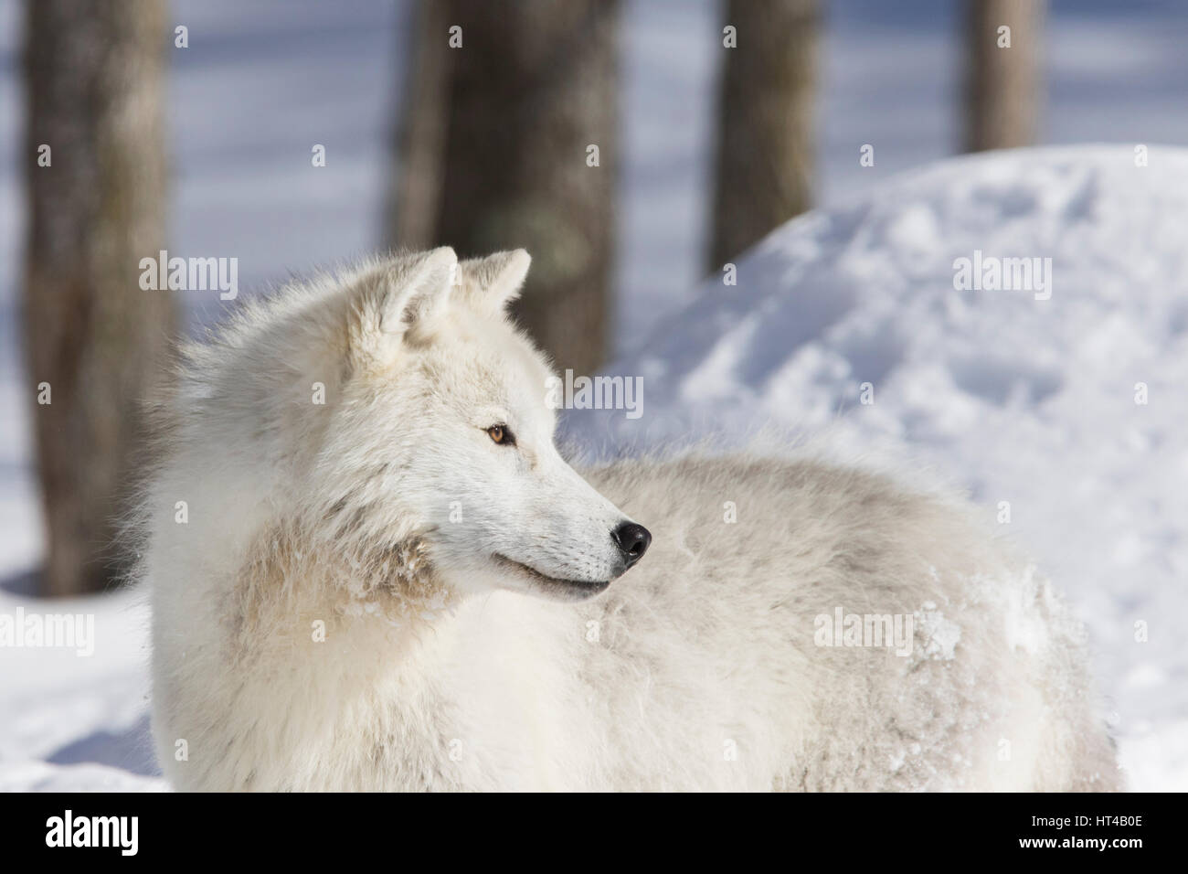 Arctic wolf in winter Stock Photo - Alamy