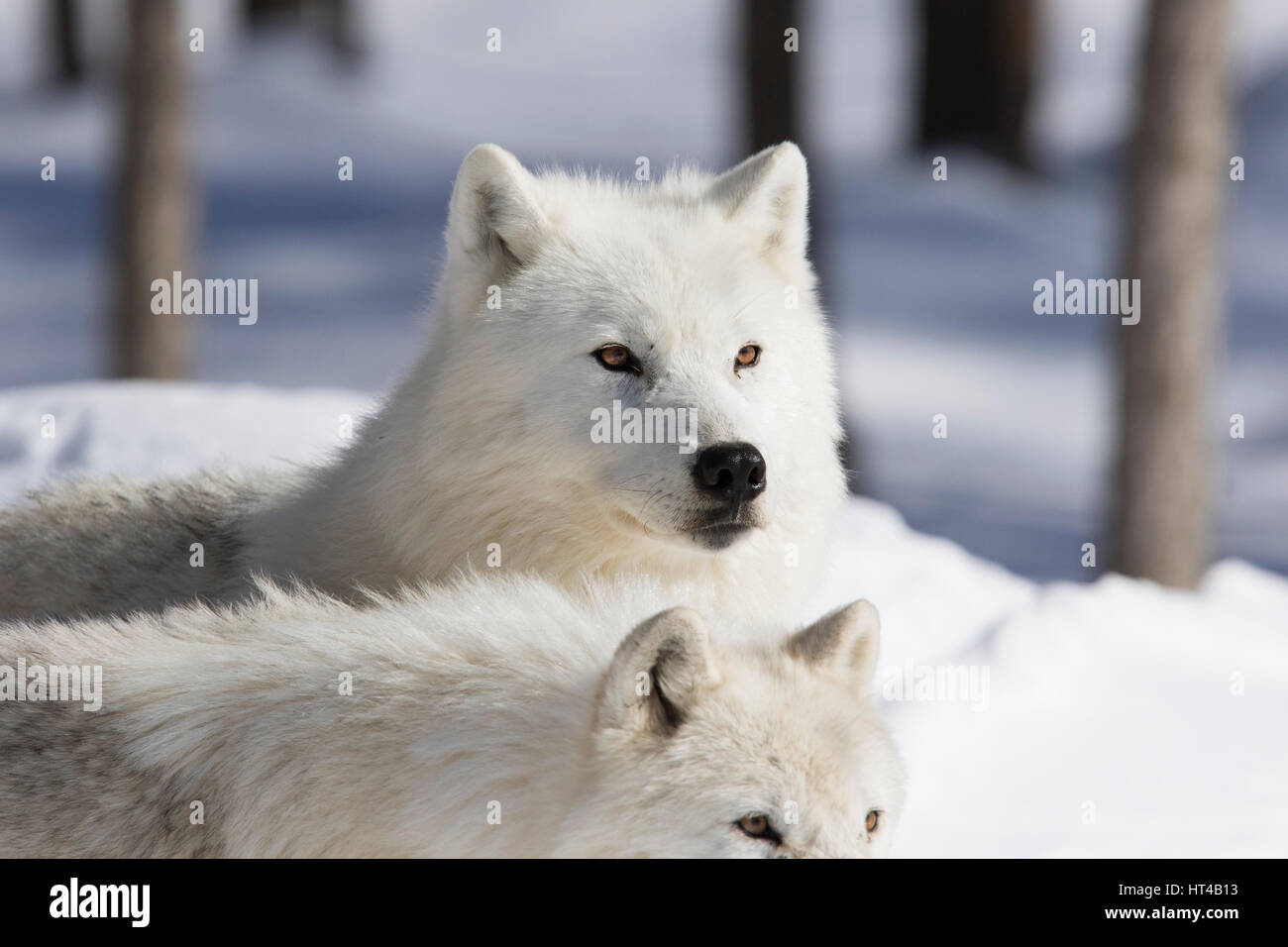 Arctic wolf in winter Stock Photo - Alamy