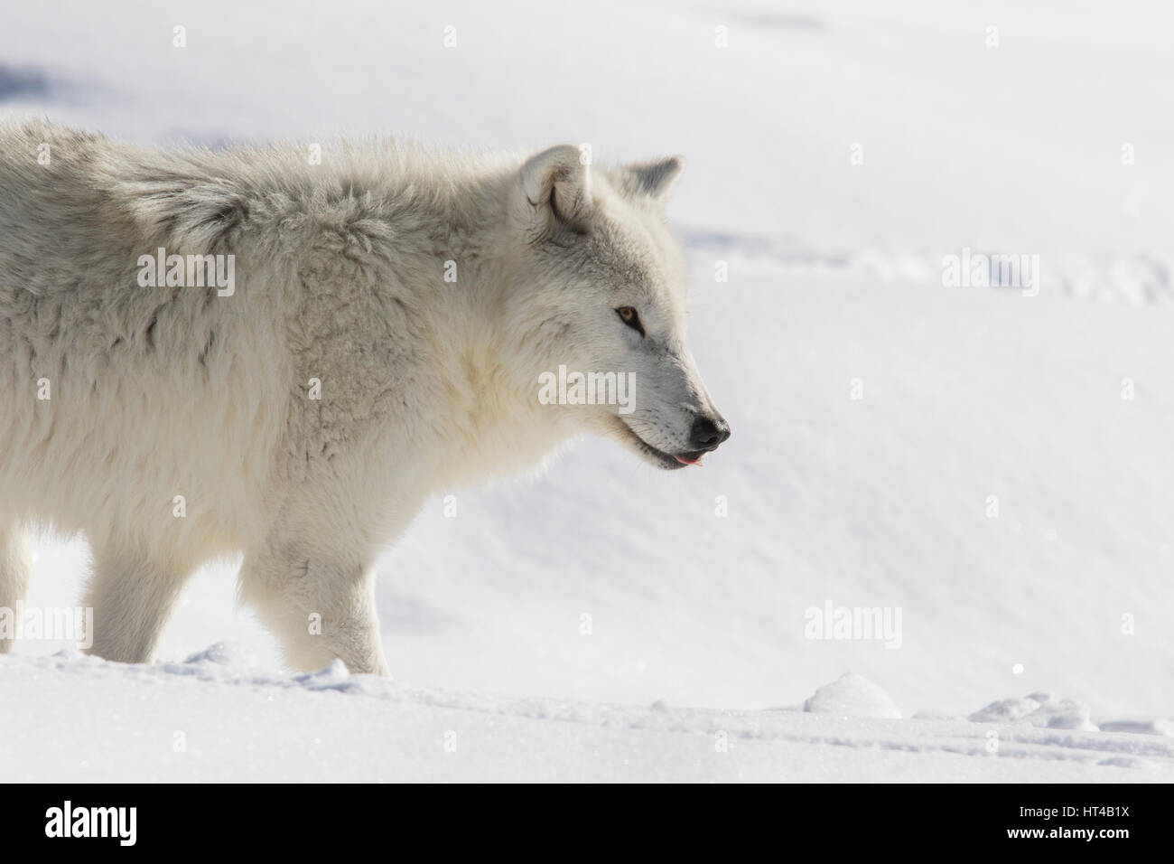 Arctic wolf in winter Stock Photo - Alamy