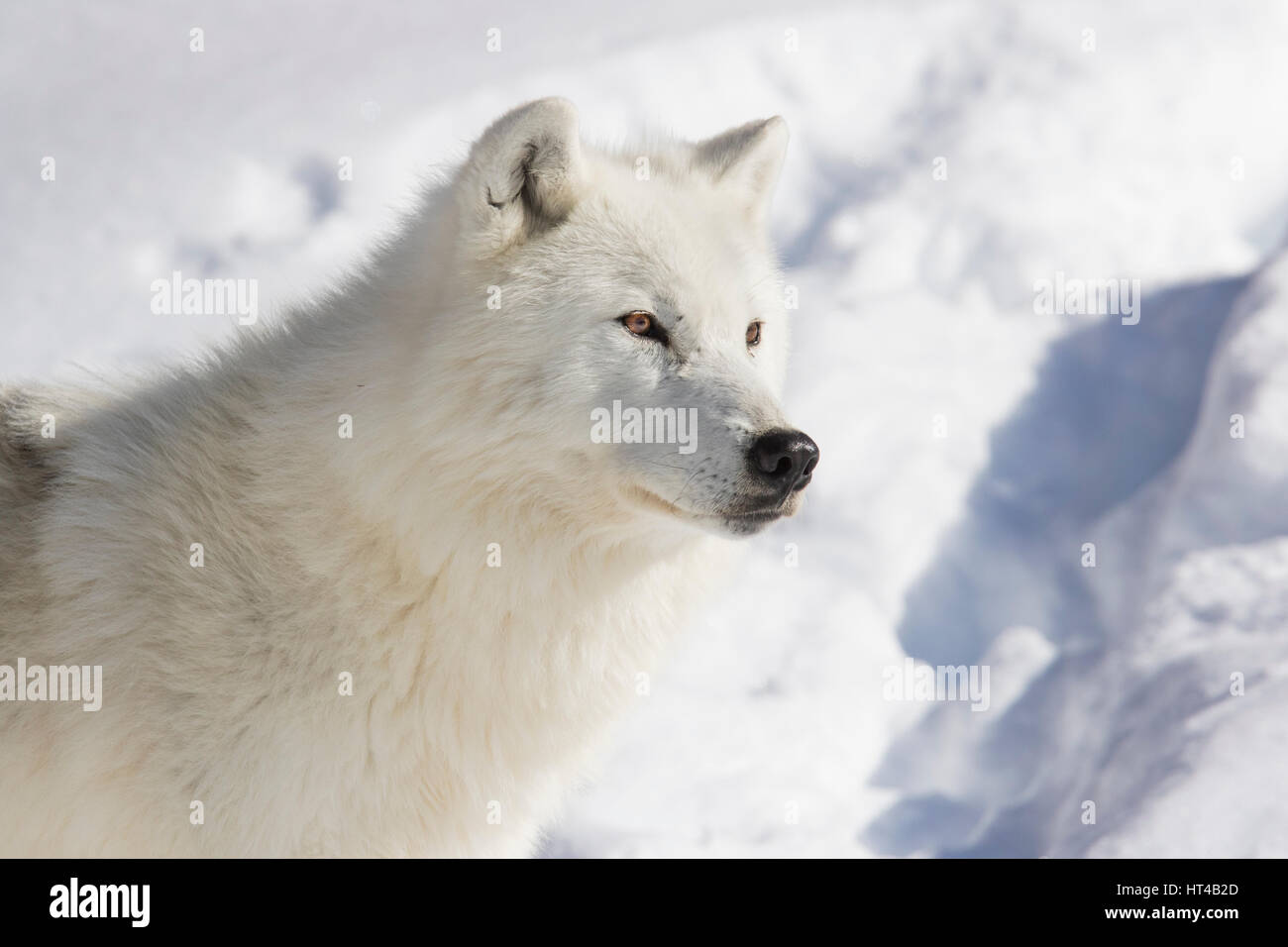 Arctic wolf in winter Stock Photo - Alamy