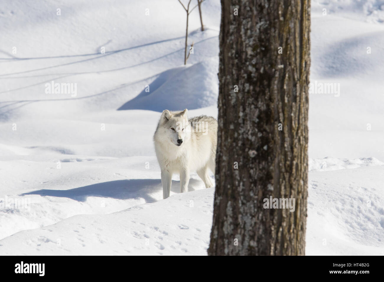 Arctic wolf in winter Stock Photo - Alamy
