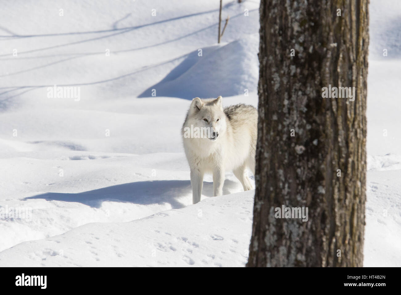 Arctic wolf in winter Stock Photo - Alamy