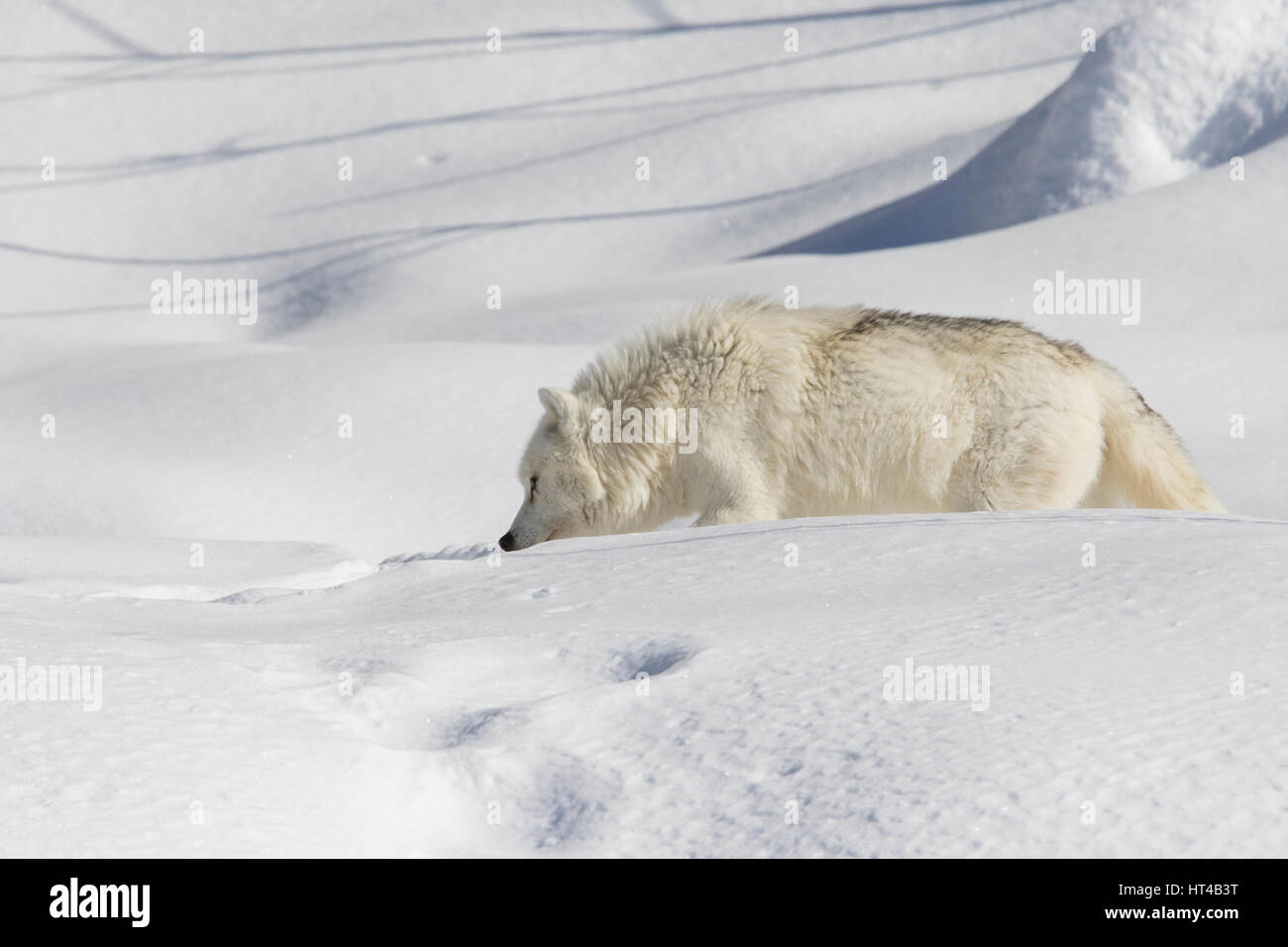 Arctic wolf in winter Stock Photo - Alamy