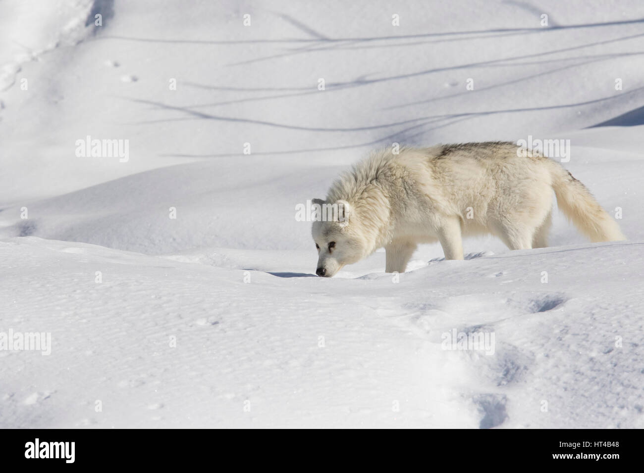 Arctic wolf in winter Stock Photo - Alamy