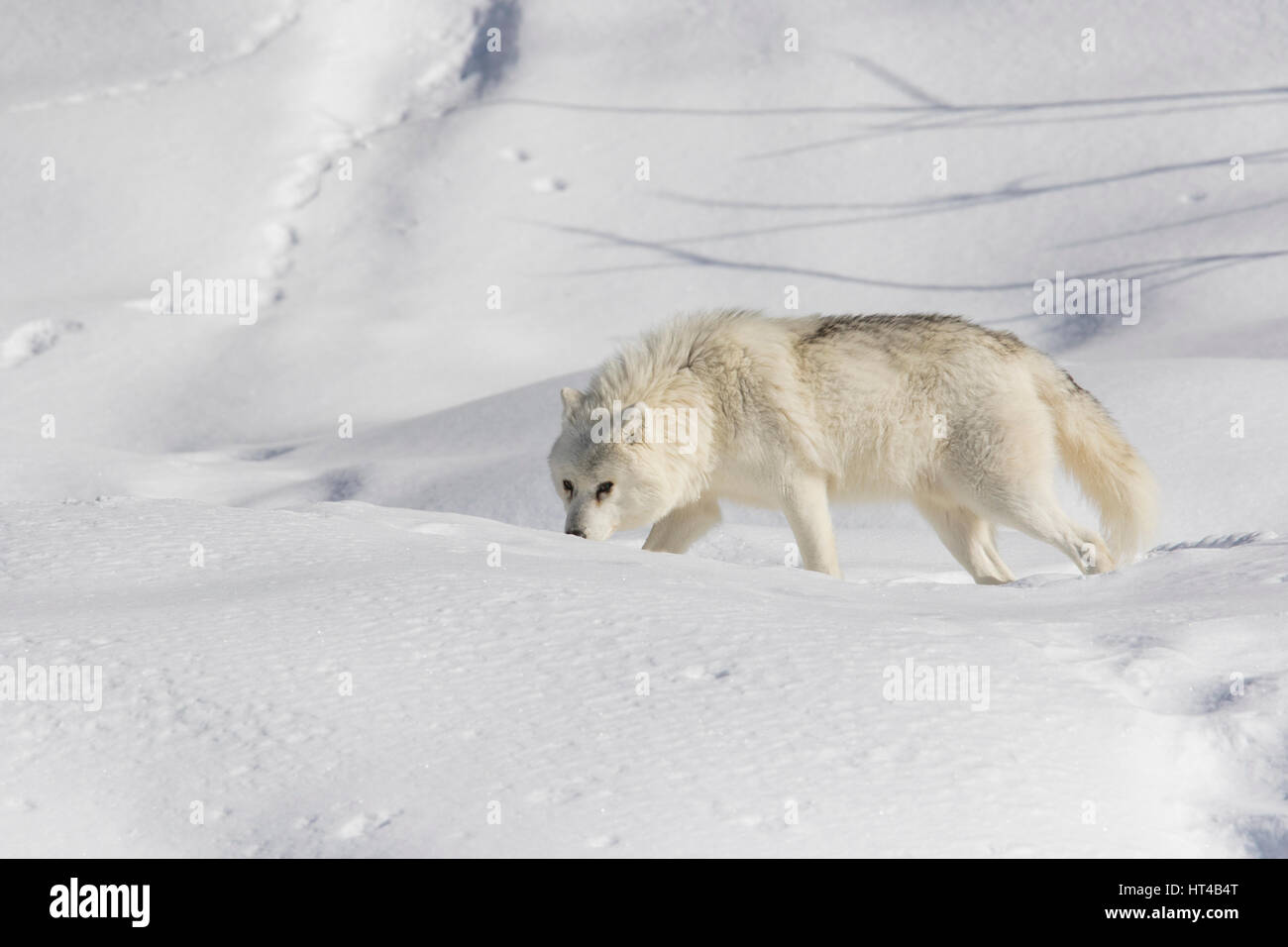 Arctic wolf in winter Stock Photo - Alamy