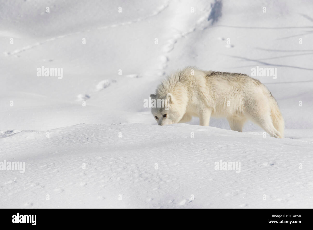 Arctic wolf in winter Stock Photo - Alamy