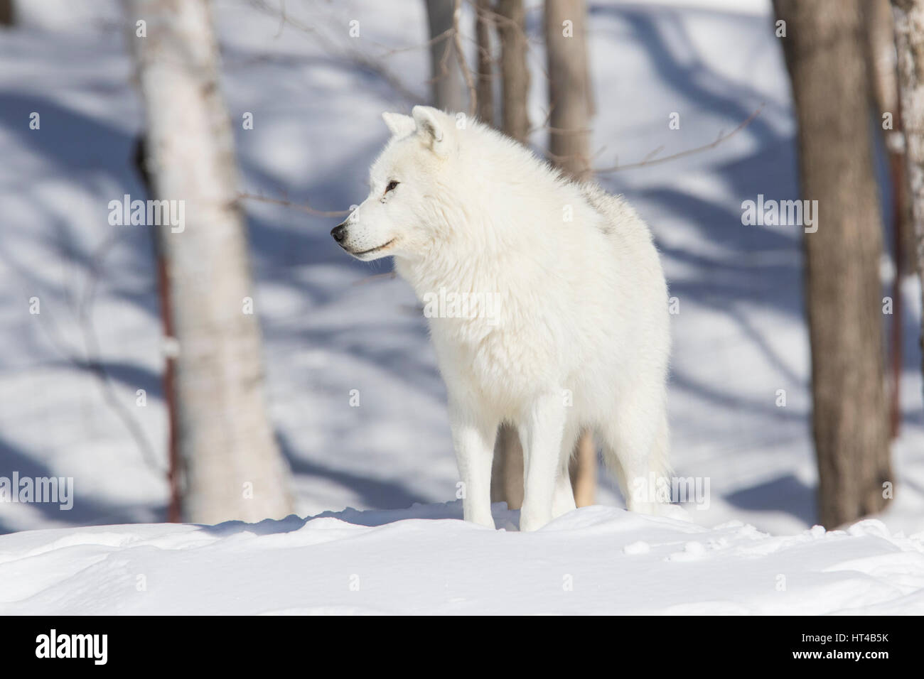 Arctic wolf in winter Stock Photo - Alamy