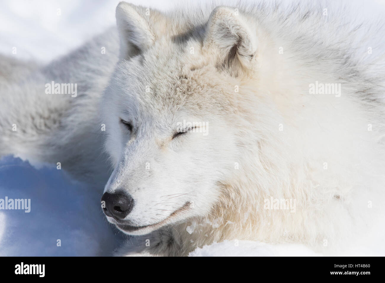 Arctic wolf in winter Stock Photo - Alamy