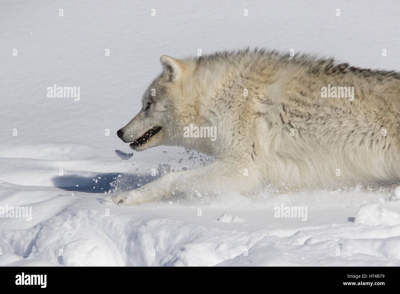 Arctic wolf in winter Stock Photo - Alamy