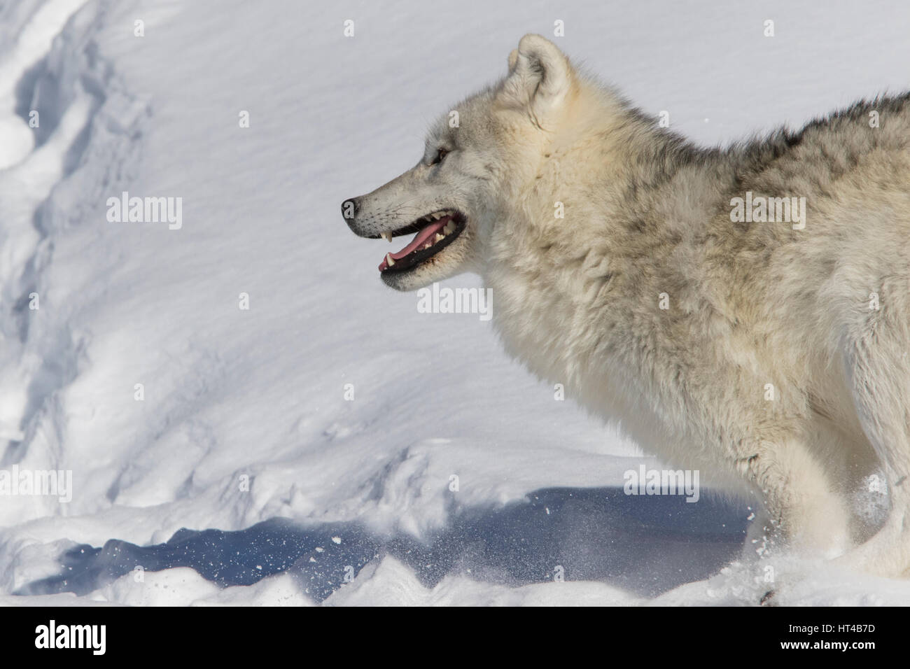 Arctic wolf in winter Stock Photo - Alamy