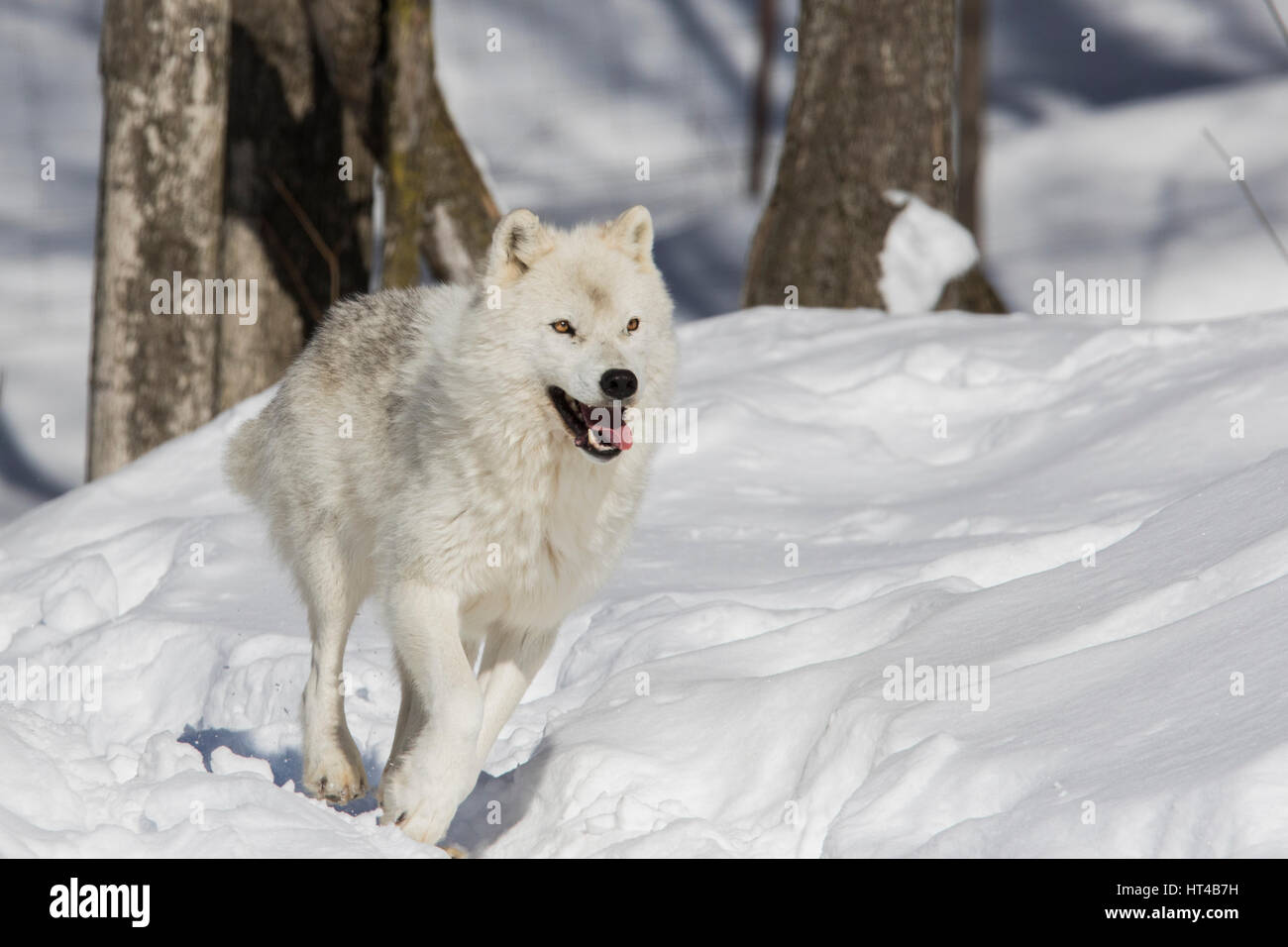 Arctic wolf in winter Stock Photo - Alamy